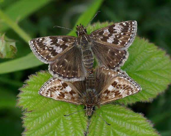 Dingy Skipper - Learn Butterflies